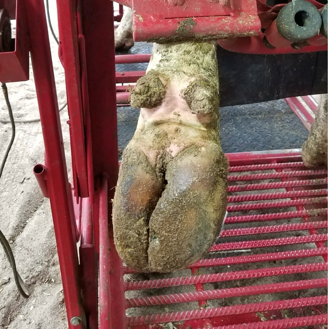 Corkscrew Claws in Cattle: Causes and Prevention | Zinpro