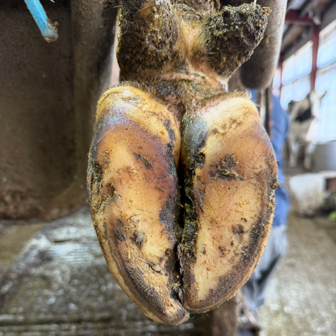 Corkscrew Claws in Cattle: Causes and Prevention | Zinpro