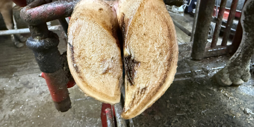 Corkscrew Claws in Cattle: Causes and Prevention | Zinpro